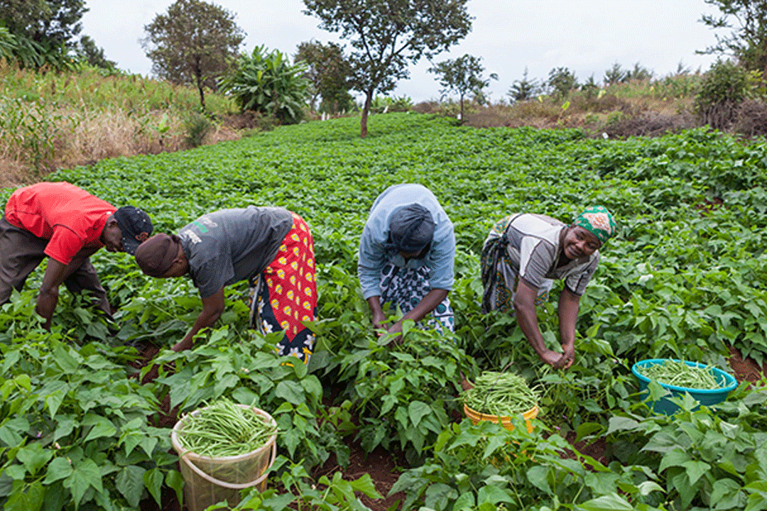 Ethiopia How Conservation Agriculture Is Helping Farmers Become More