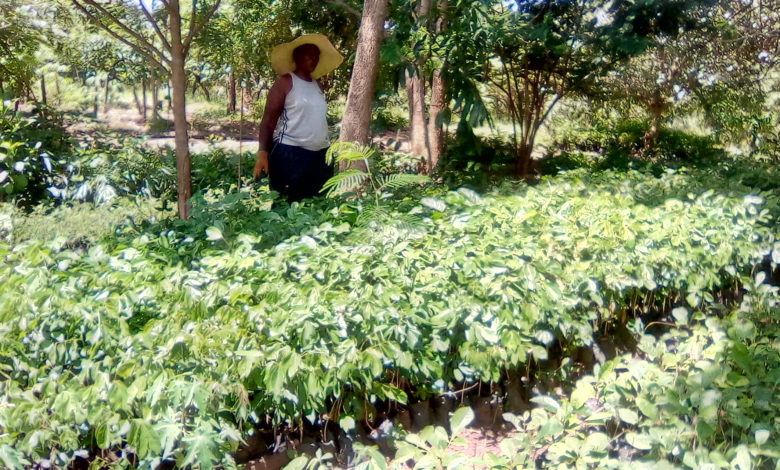 Traditional Herbalists In Tree Restoration Drive - The Cooperator News