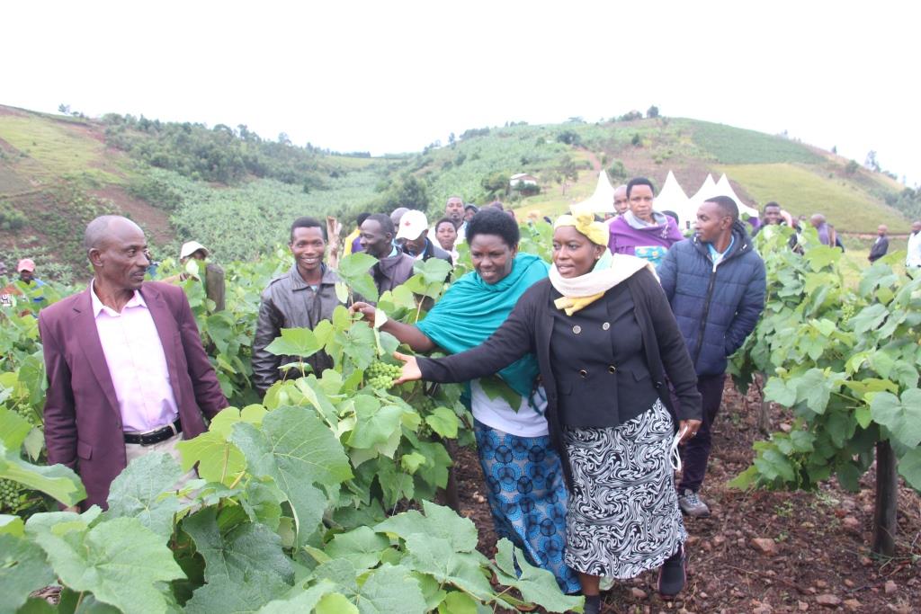 Mbarara grape farmers call for agronomists as pests and diseases ravage farms - The Cooperator News