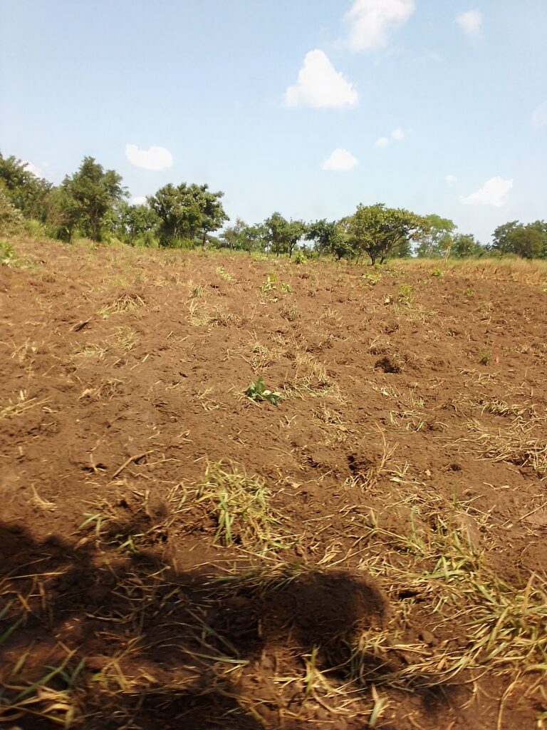 Gulu farmers get low crop yields as soils lose fertility - The ...